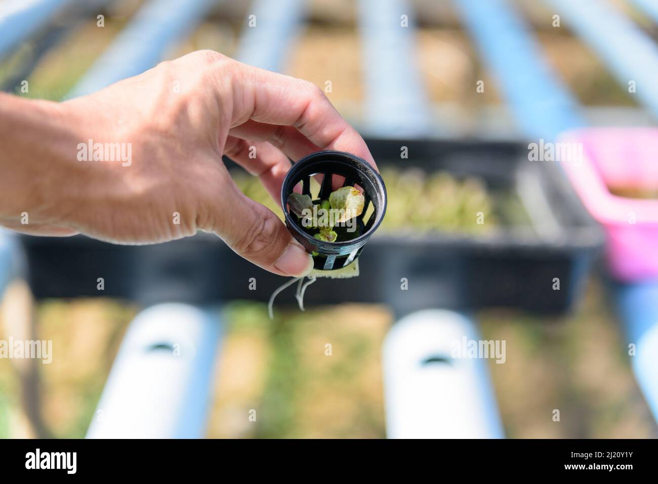 closeup to fresh Red Oak Lettuce in hydroponics system pipe Stock Photo ...