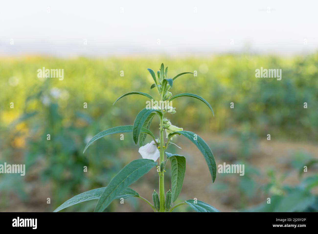 Sesame leaf hi-res stock photography and images - Alamy