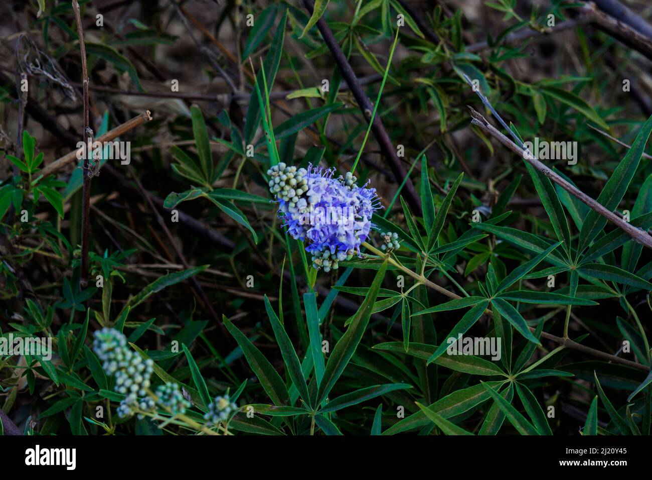 Close-up image of the beautiful summer flowering Buddleia, or Buddleja ...
