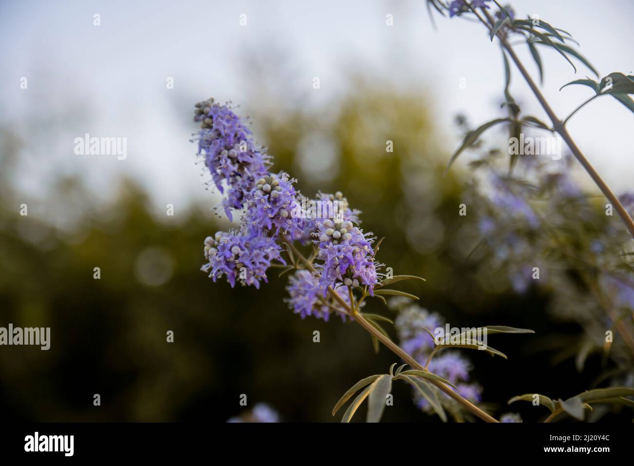 Close-up image of the beautiful summer flowering Buddleia, or Buddleja ...