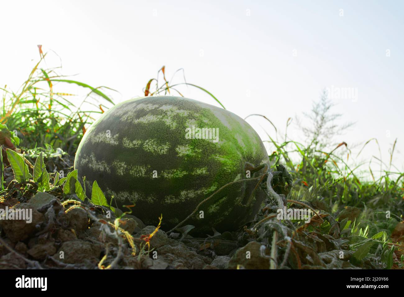 Watermelon on the field and the setting sun in the background, close-up ...