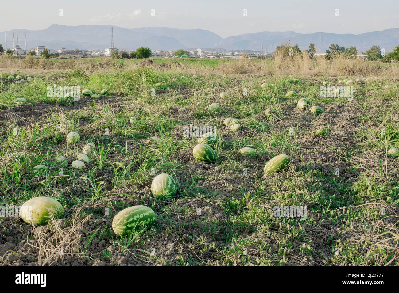 Agriculture watermelon field big fruit watermelon, Green watermelon ...