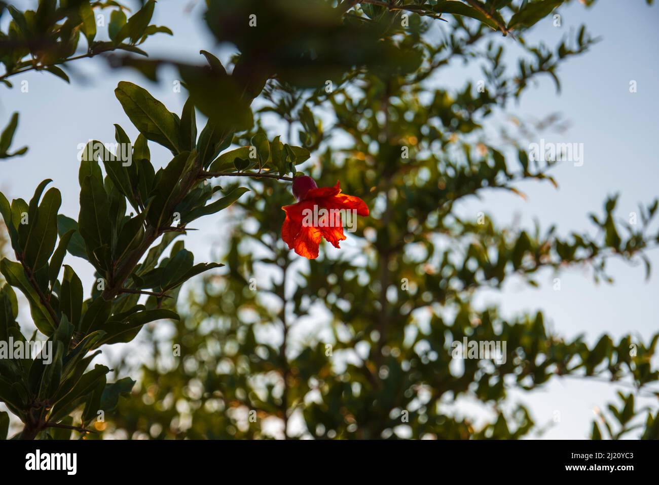 Pomegranate flower hi-res stock photography and images - Alamy
