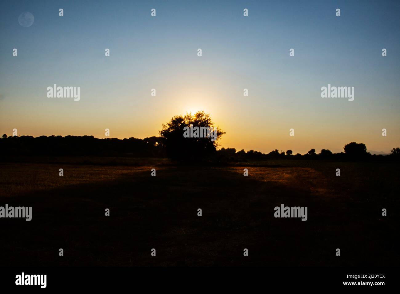 Summer landscape with a sunset shadow and a large maple, meadow in the ...
