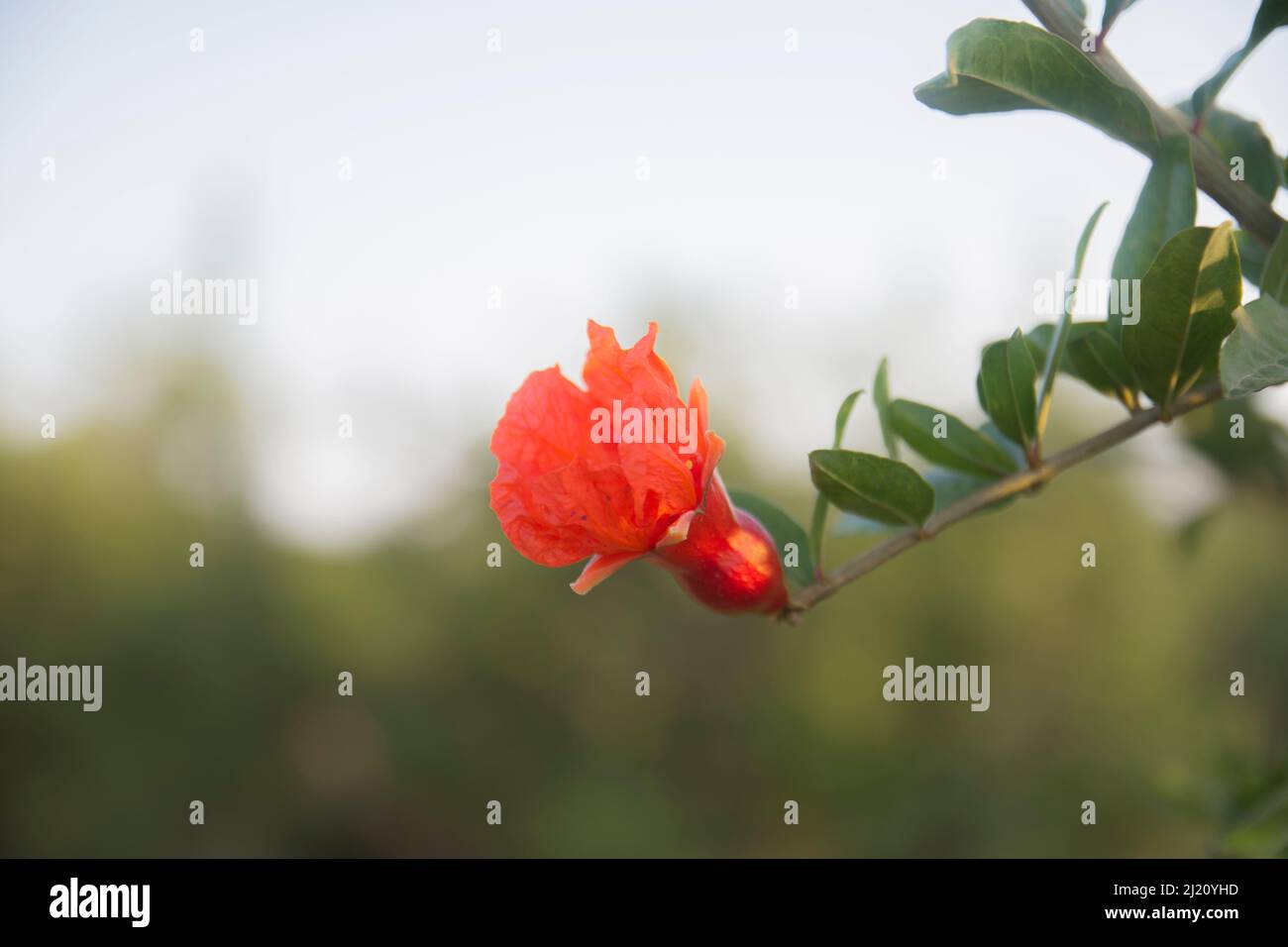 Pomegranate bloom hi-res stock photography and images - Alamy
