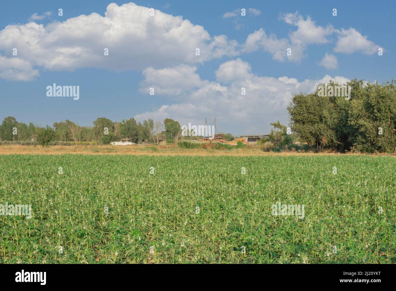 Landscape image of beautiful sesame field in a village of Antalya under ...