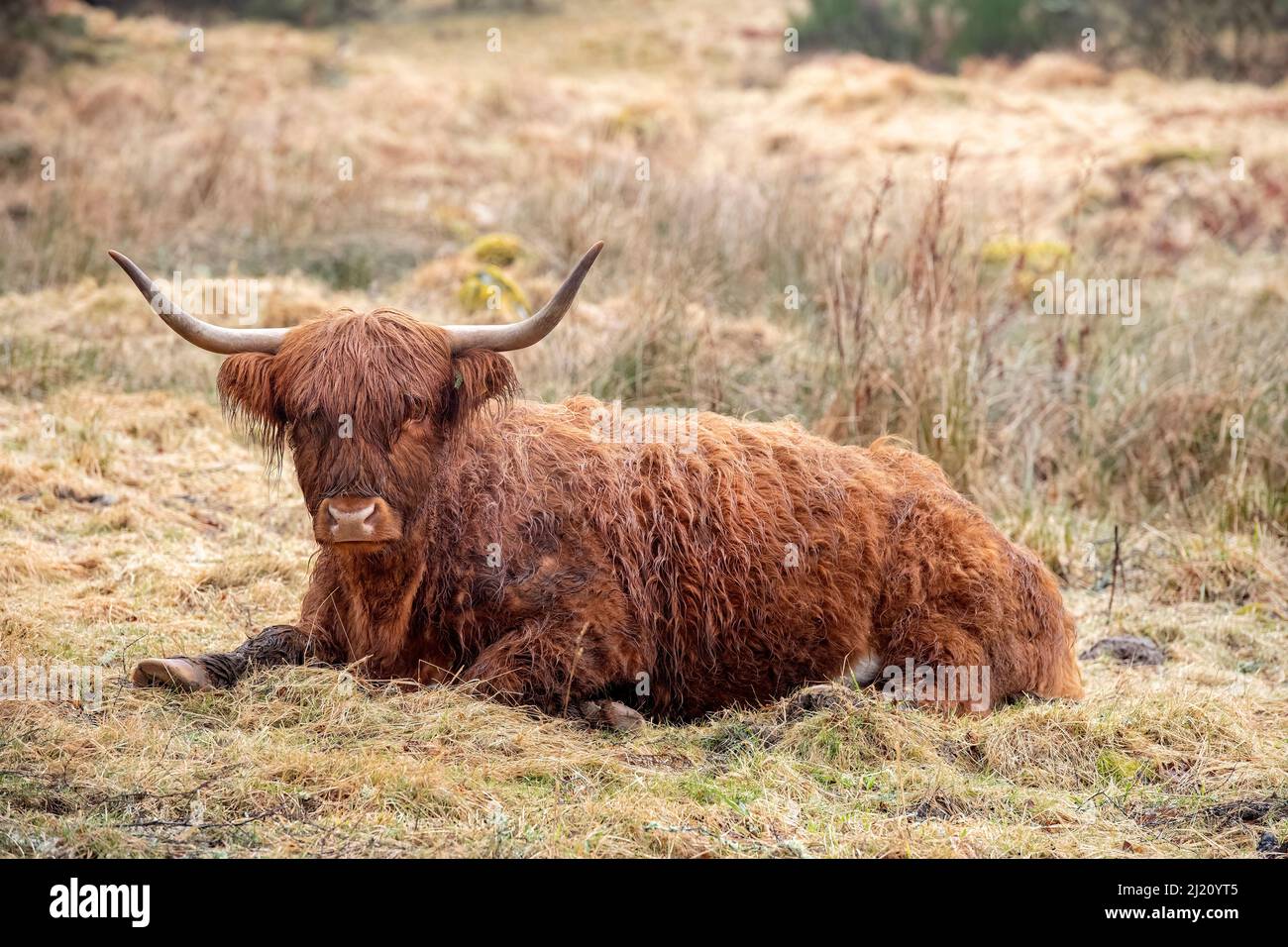 Highland cattle sitting hi-res stock photography and images - Alamy