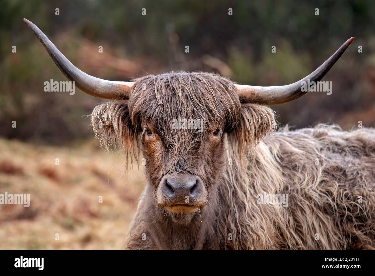 Highland cow portrait in a field, close up in Scotland Stock Photo - Alamy