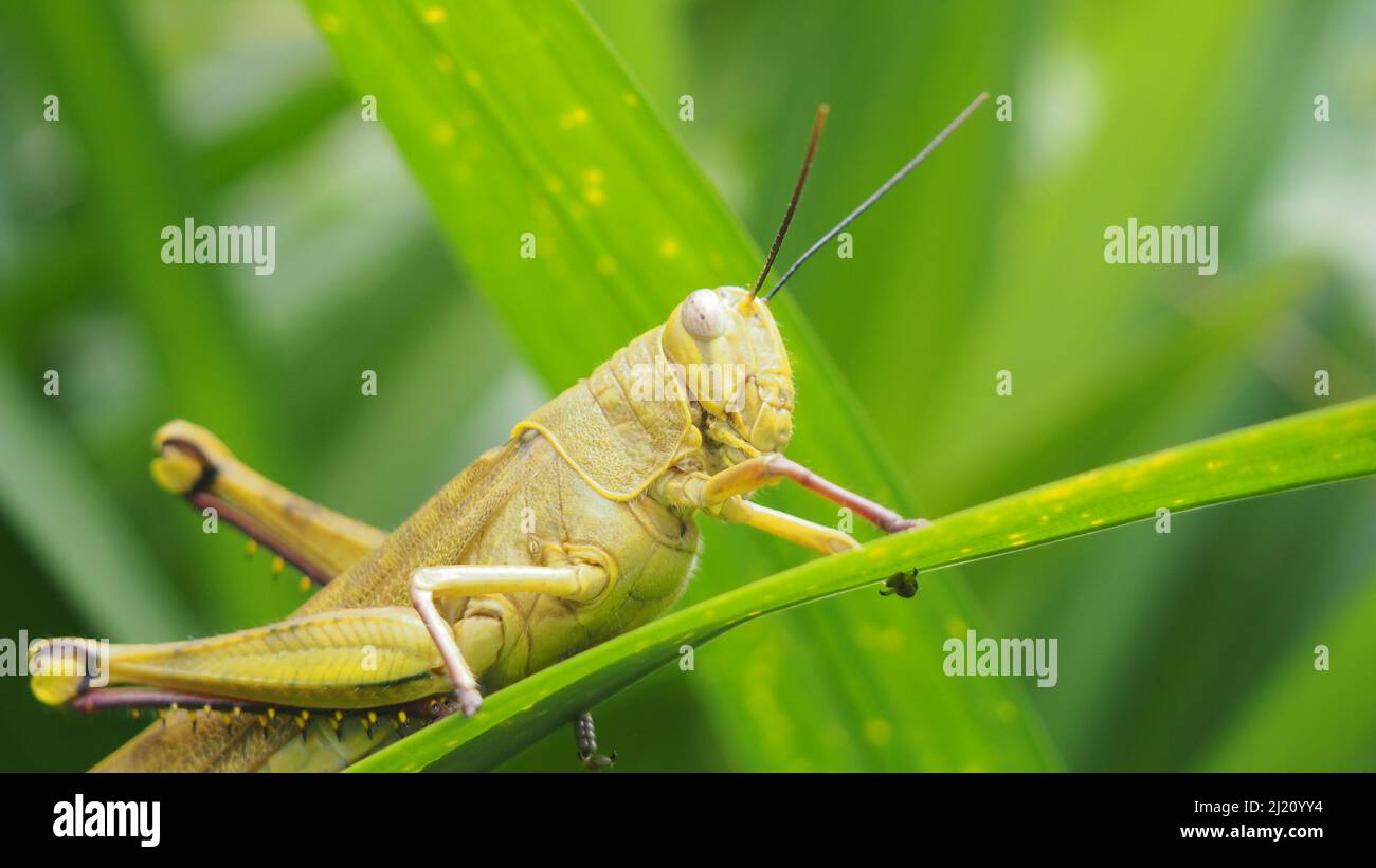 Rice grasshopper hi-res stock photography and images - Alamy