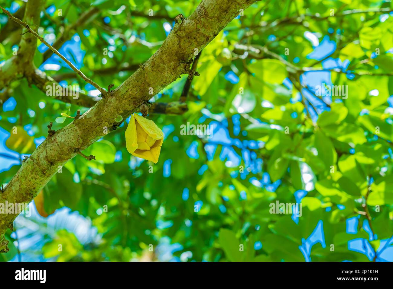 Close up of soursop, guanabana, graviola flower on a tree branch Stock ...