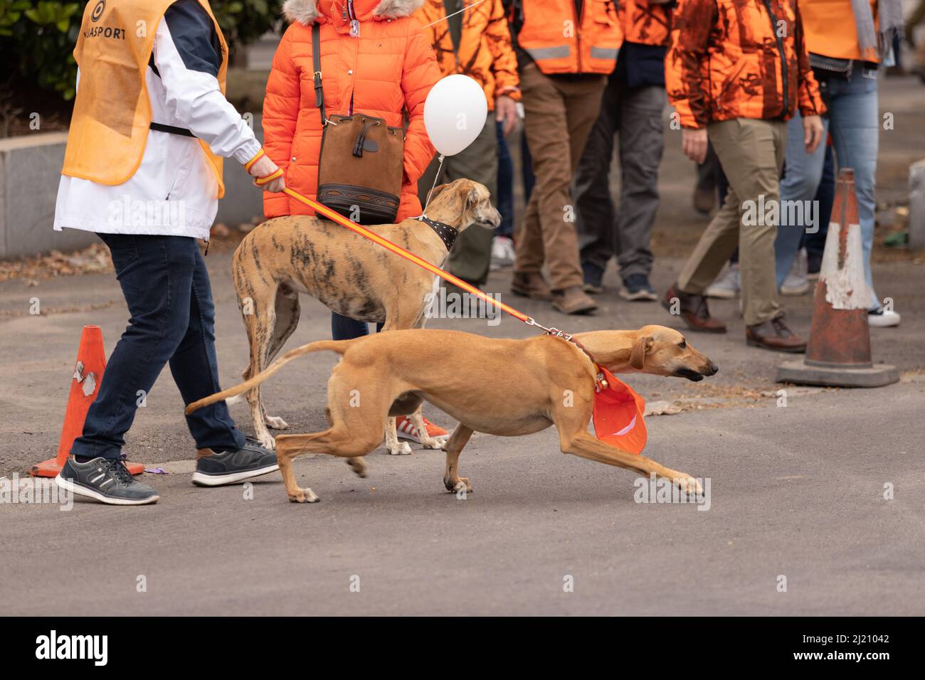 Demonstrating poster dogs hi-res stock photography and images - Alamy