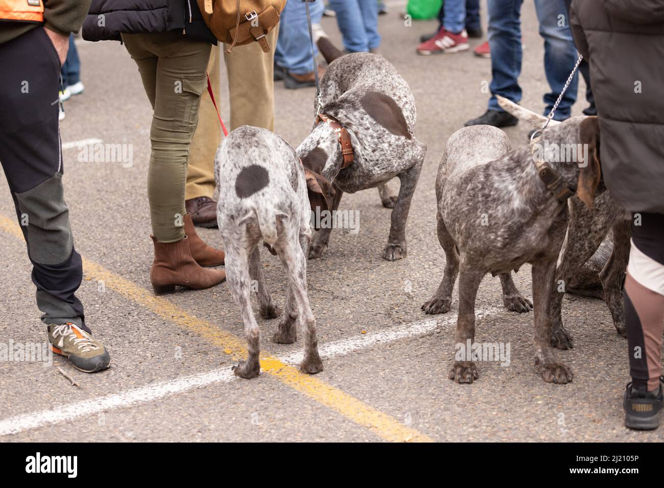 The people with dogs protesting against the government for abusive ...