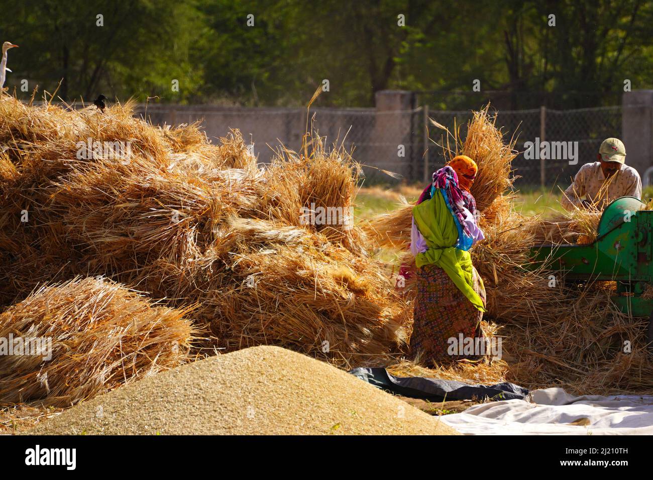 Farmers thresh wheat crop hi-res stock photography and images - Alamy