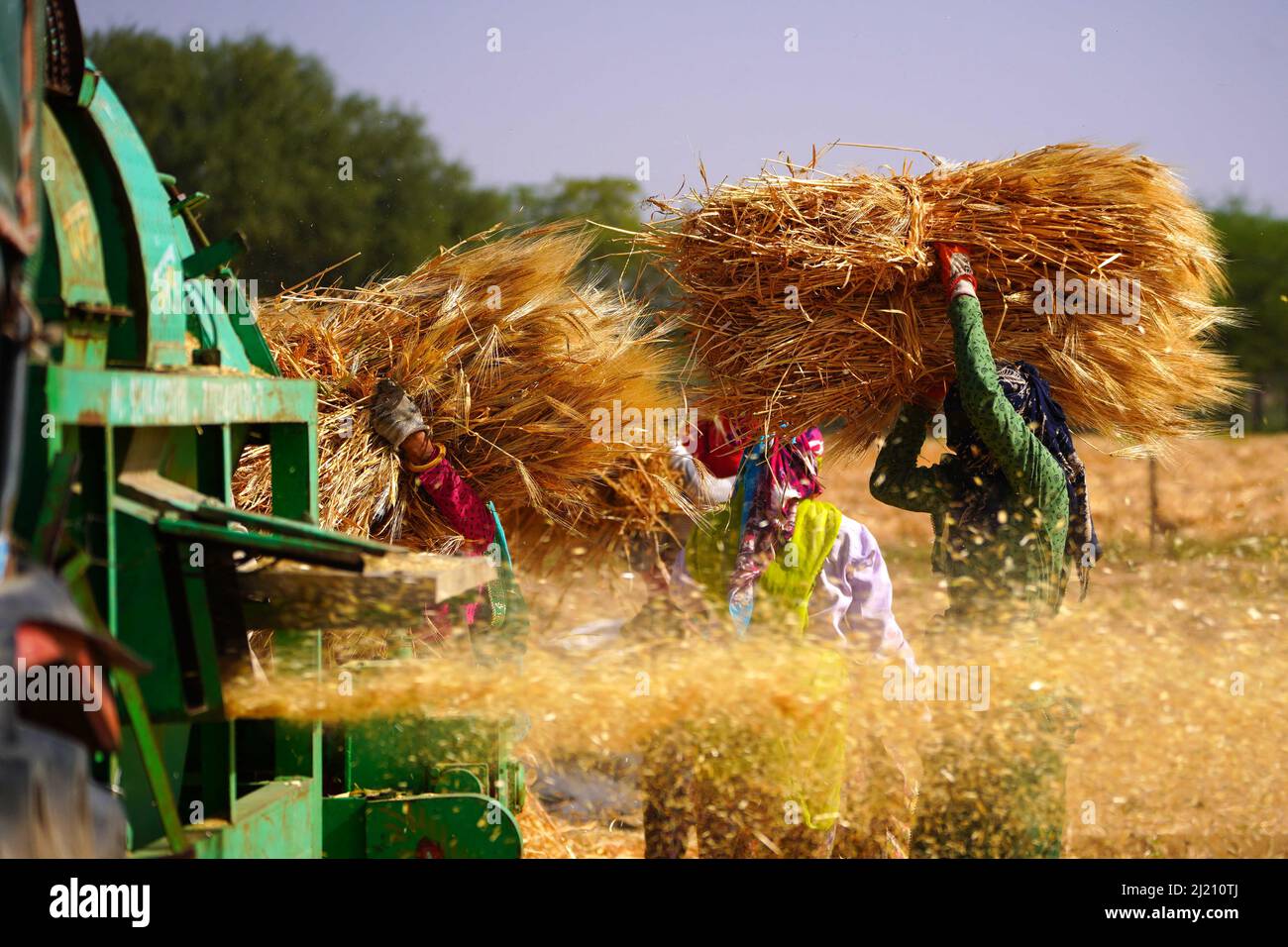 Indian Farmers thresh a harvested wheat crop in a field during a hot ...