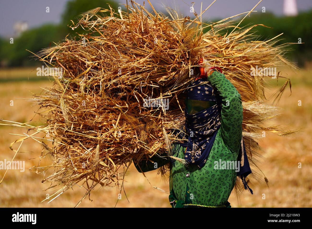 Indian Farmers thresh a harvested wheat crop in a field during a hot ...