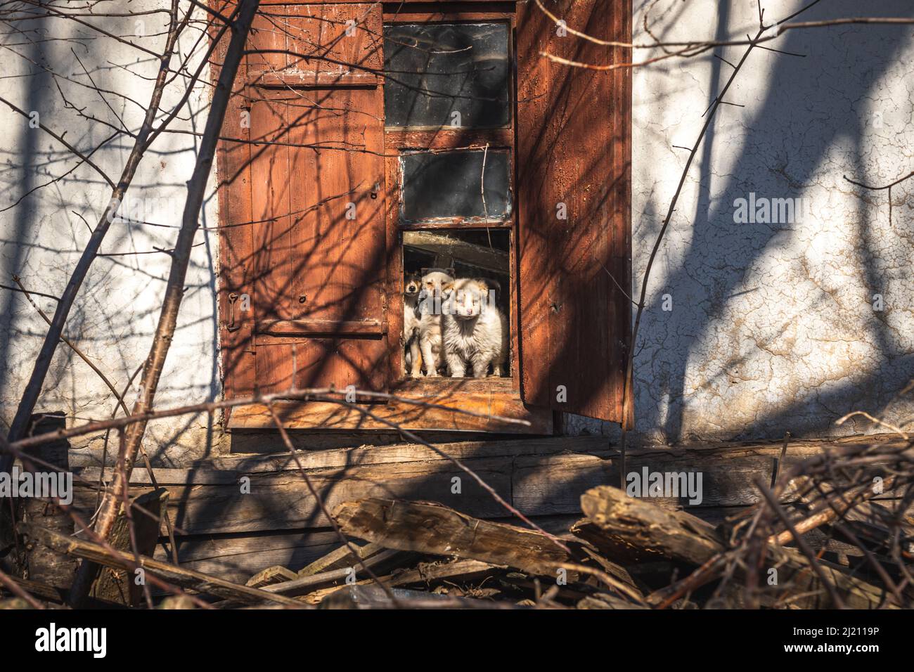 Puppies look out of the window in an old abandoned house. Stray animals ...