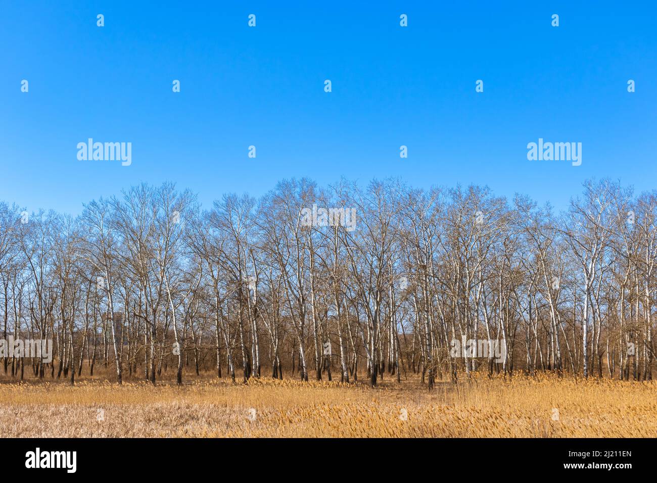 Ukraine steppe trees hi-res stock photography and images - Alamy
