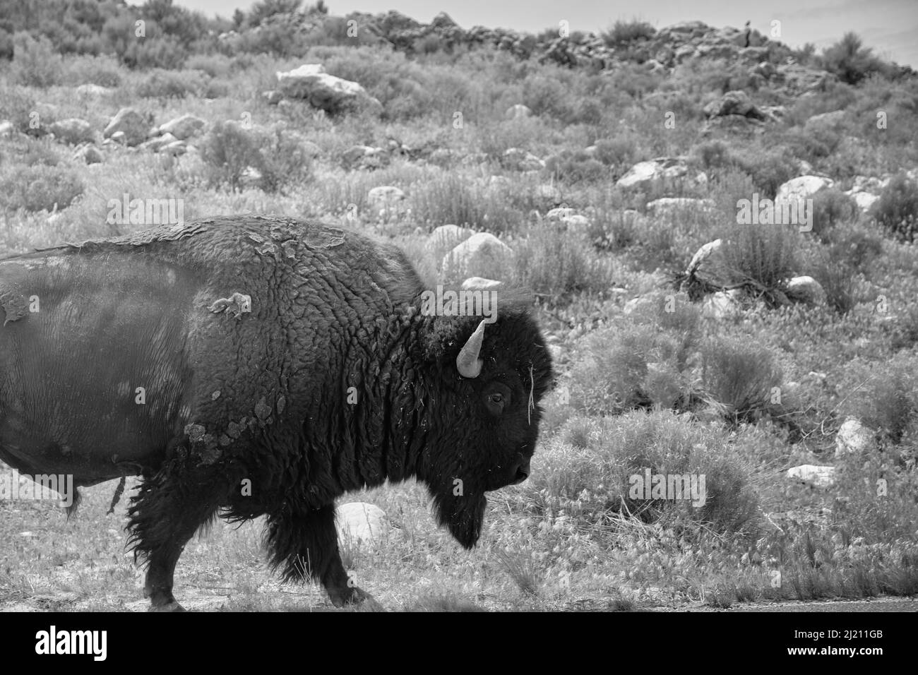 Big bison Black and White Stock Photos & Images - Alamy