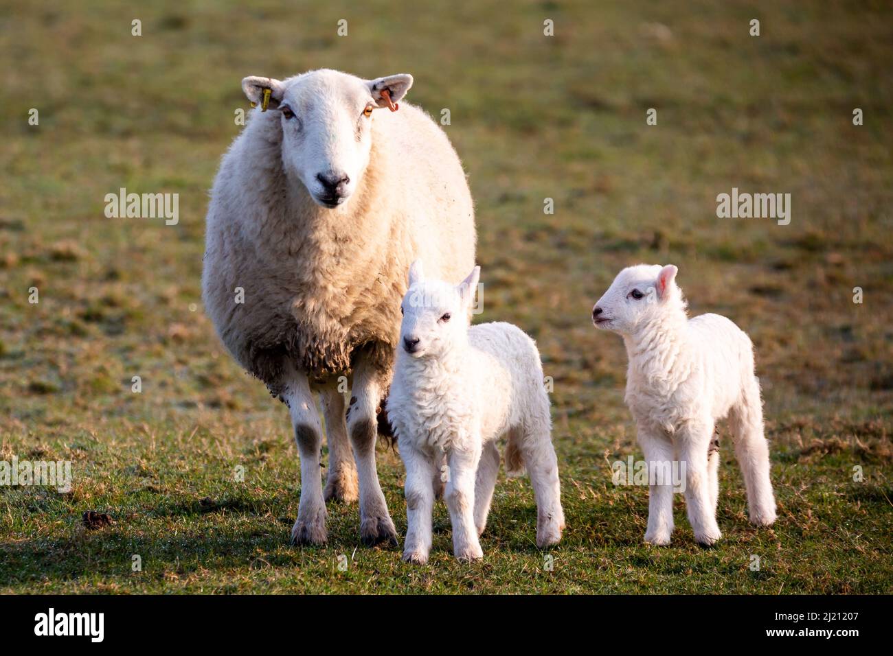 Near Tynygraig, Ceredigion, Wales, UK. 29th March 2022 UK Weather: Twin ...