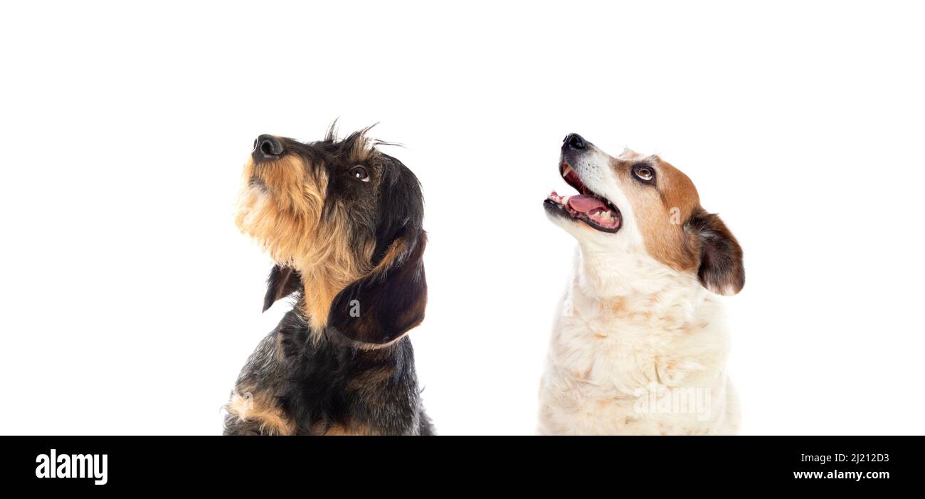 Two cute dogs isolated on a white background Stock Photo - Alamy
