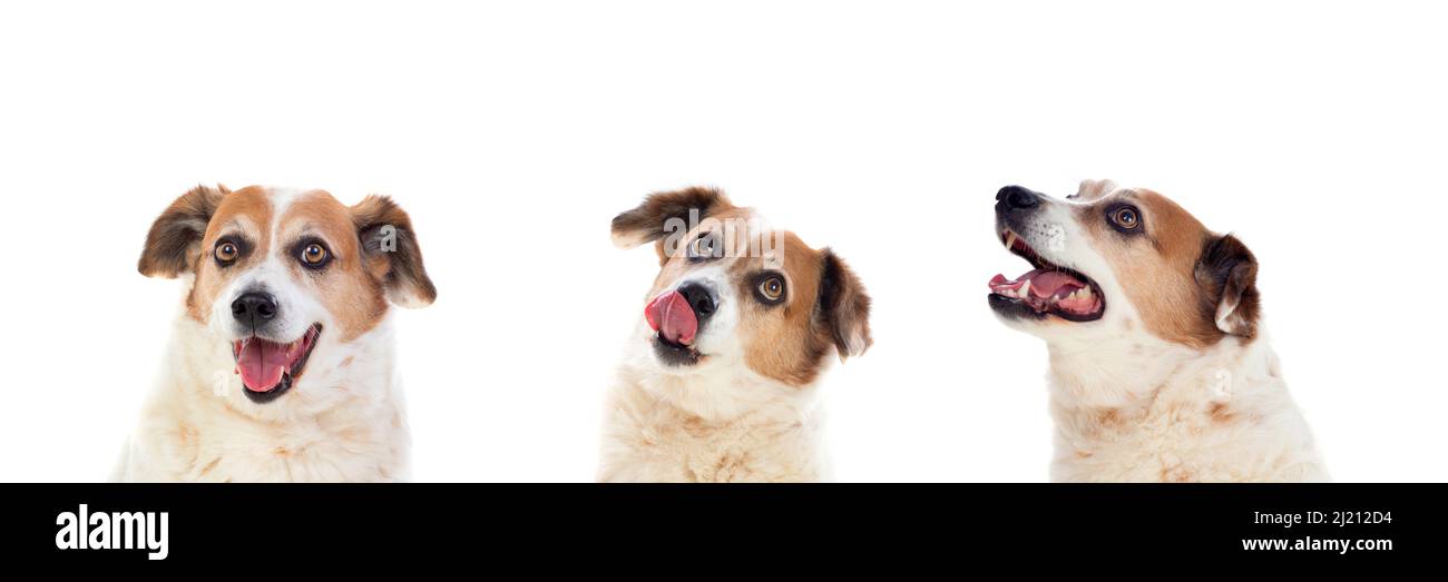 Portrait of many equal dogs isolated on a white background Stock Photo ...