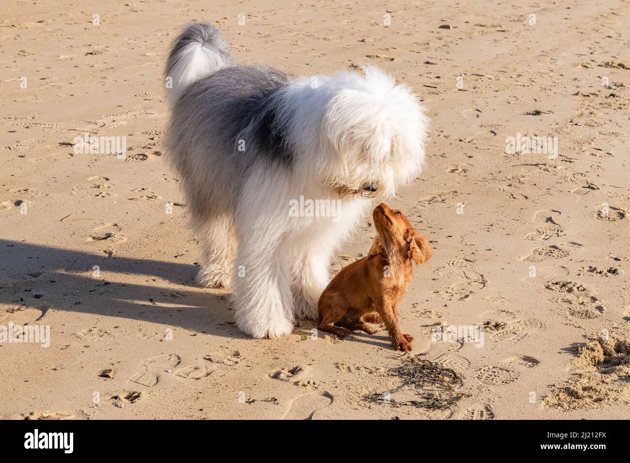 A dog cavalier king charles, a ruby puppy on the beach with a bobtail ...