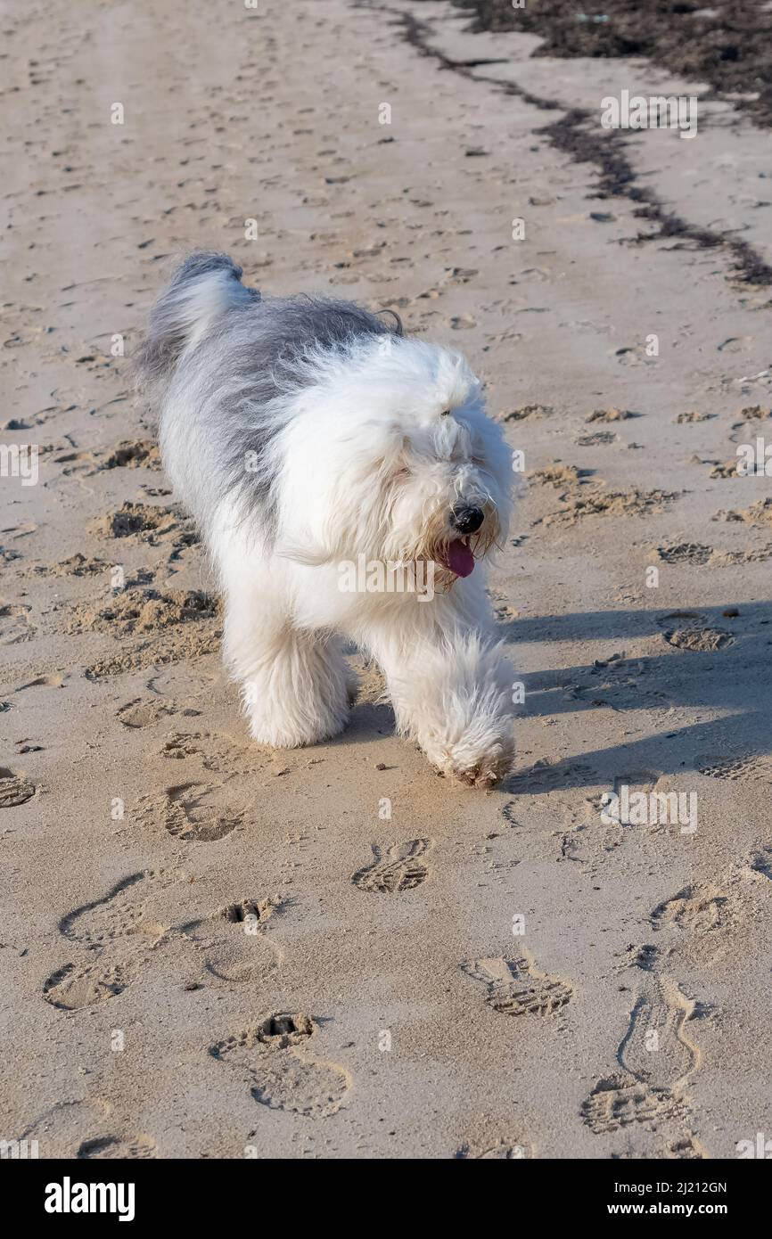 A bobtail, old English sheepdog running on the beach, happy dog Stock ...
