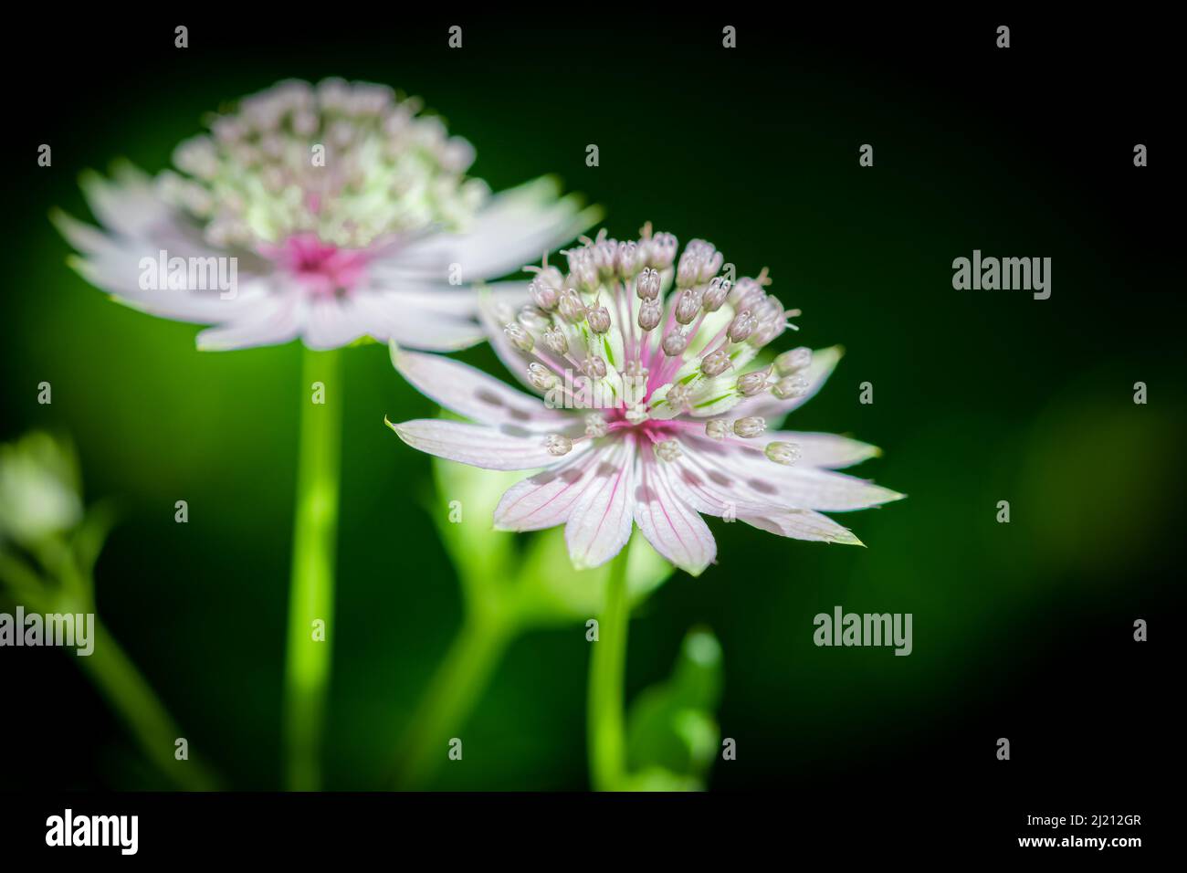 great masterwort, Astrantia major, flower in the mountain in spring ...