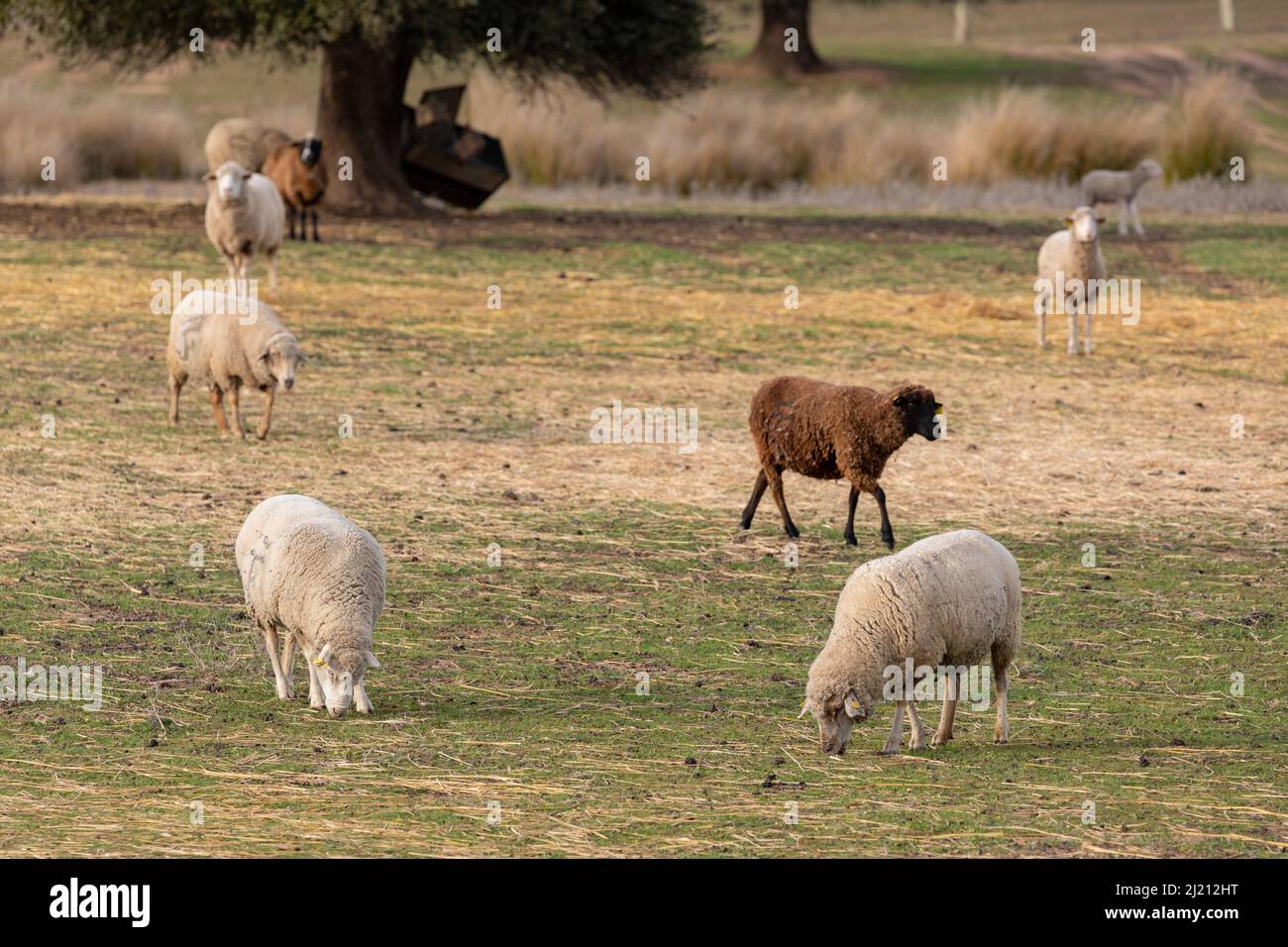 Wild sheeps in the landscape . A flock of sheep Stock Photo - Alamy