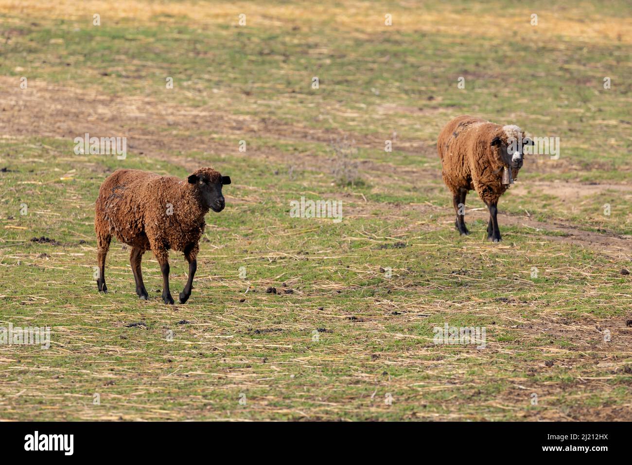 Wild sheeps in the landscape . A flock of sheep Stock Photo - Alamy