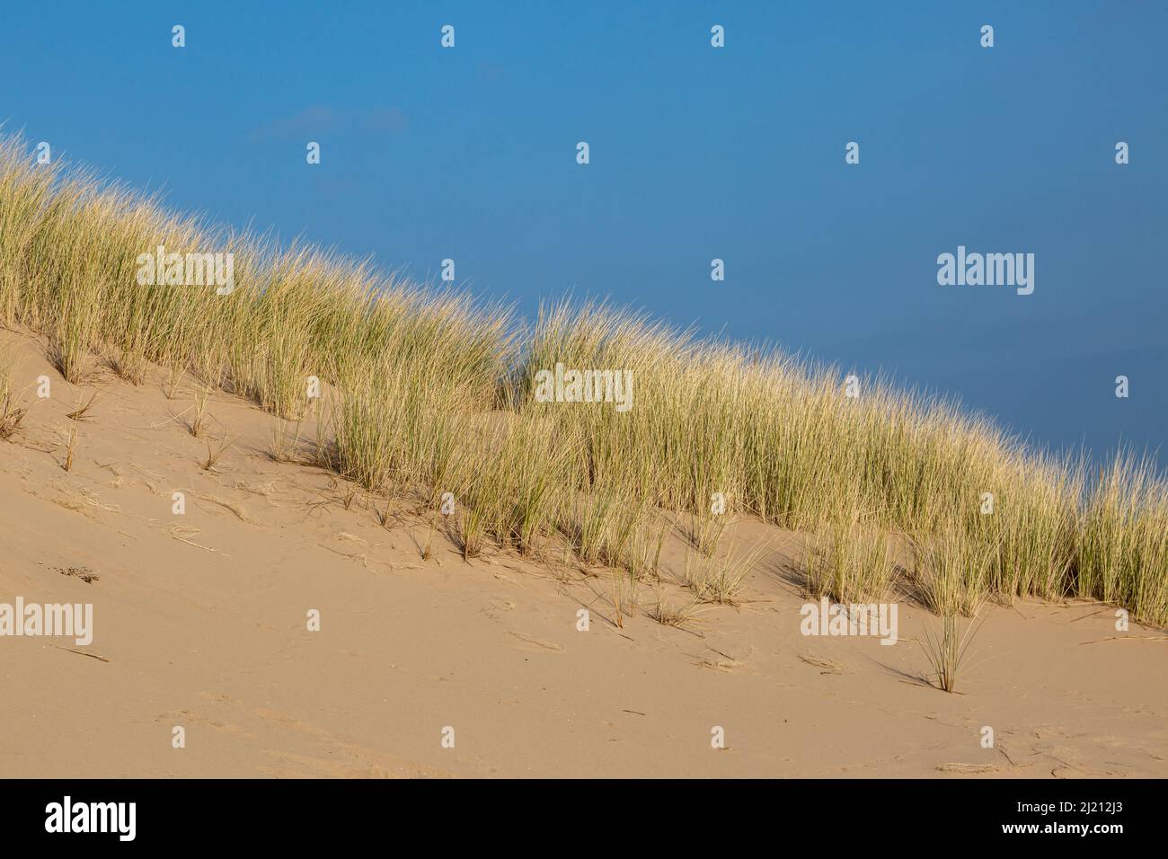 Marram grass on sand dunes, with a blue sky overhead Stock Photo - Alamy