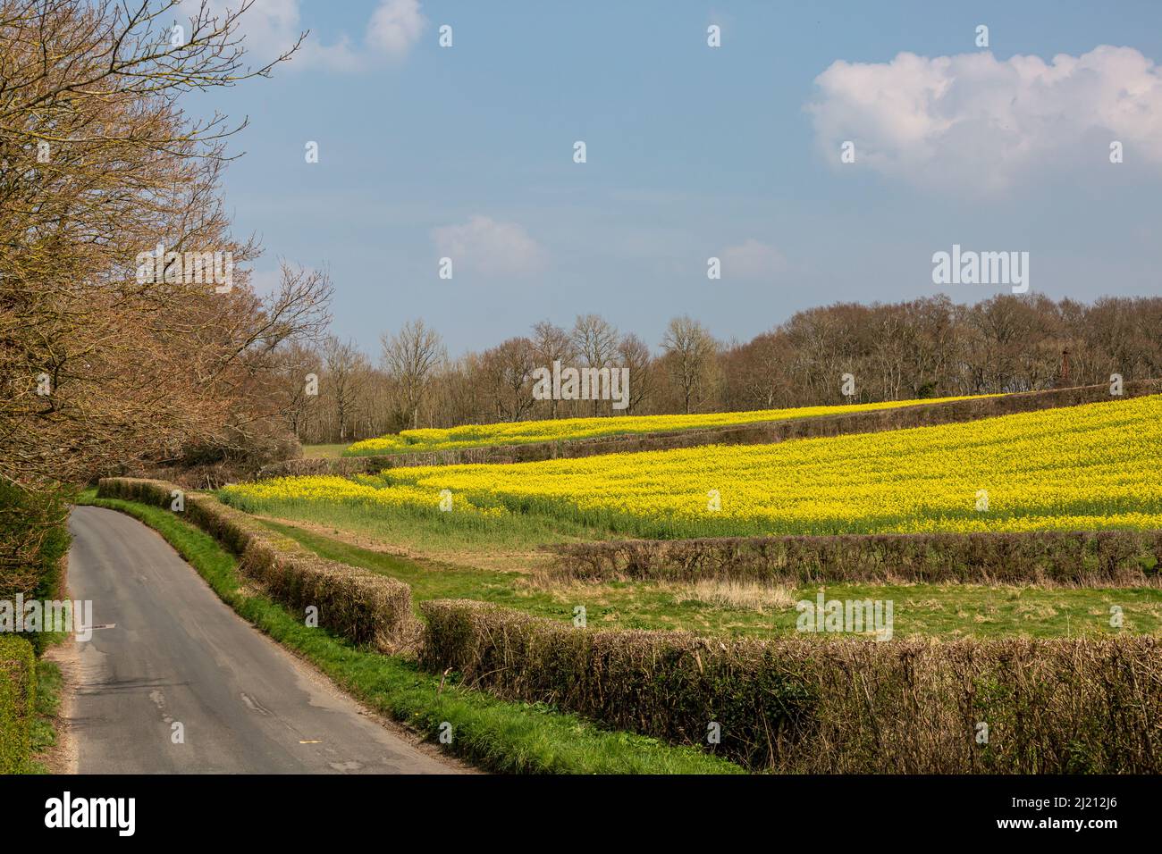 A country road running alongside fields with rapeseed crops growing ...