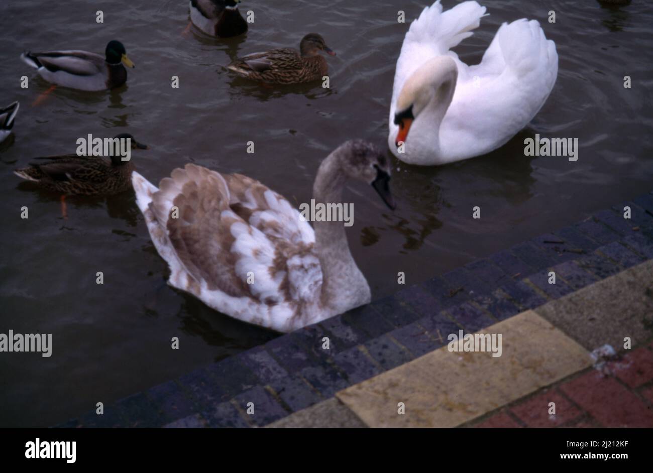 Cygnet and swan hi-res stock photography and images - Alamy