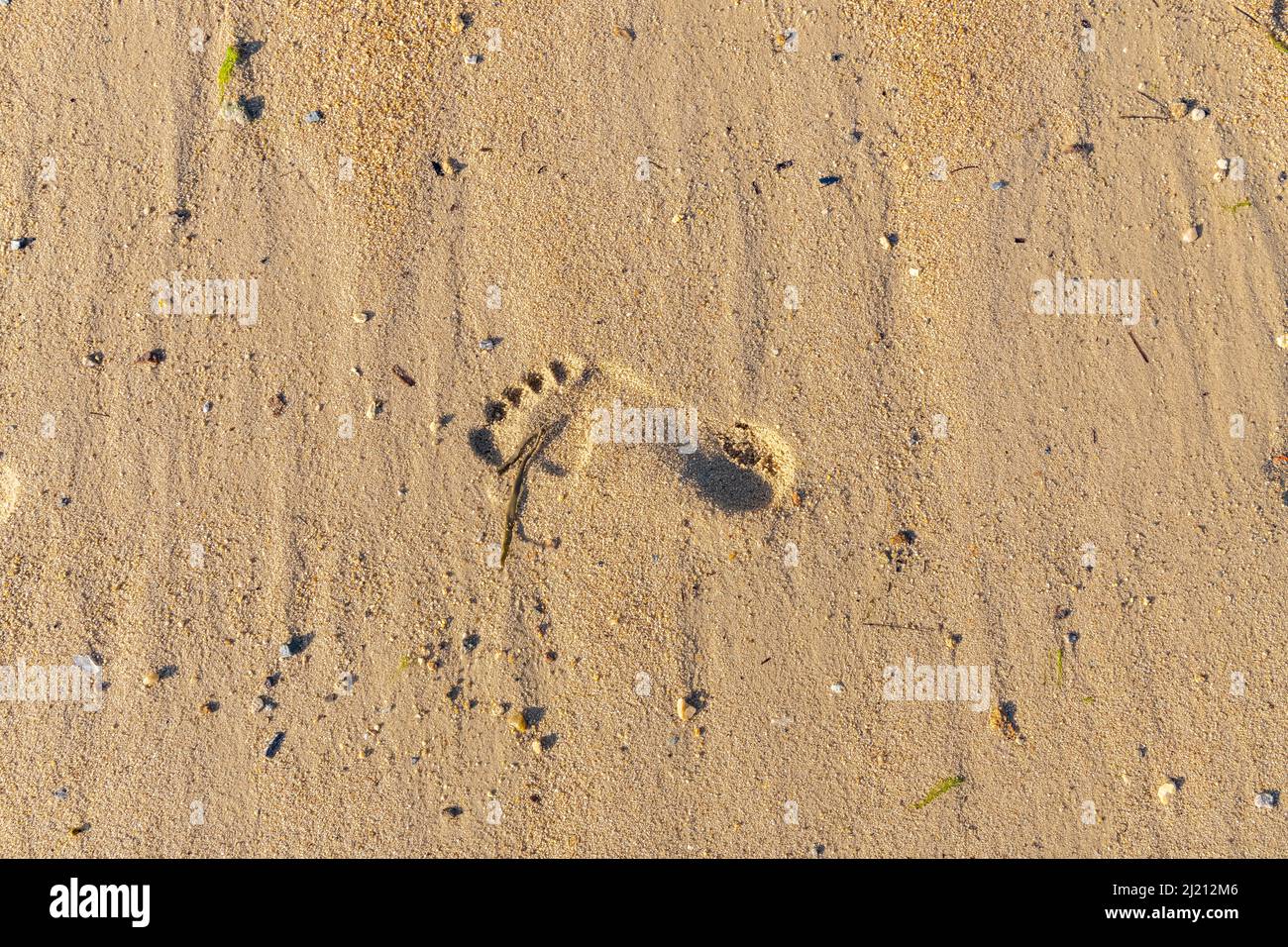 Beach, footprint on the sand in Brittany, seaweeds and shells Stock ...