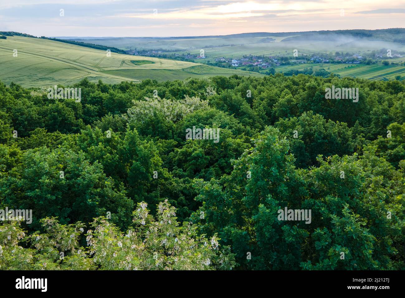 Aerial view of dark green lush forest with dense trees canopies in ...