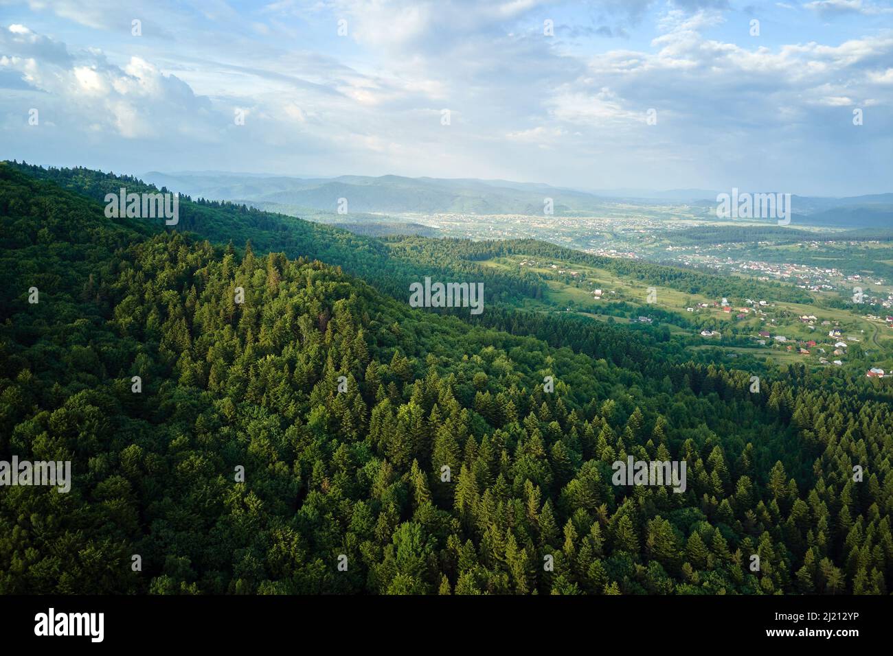 Aerial view of green pine forest with dark spruce trees covering ...