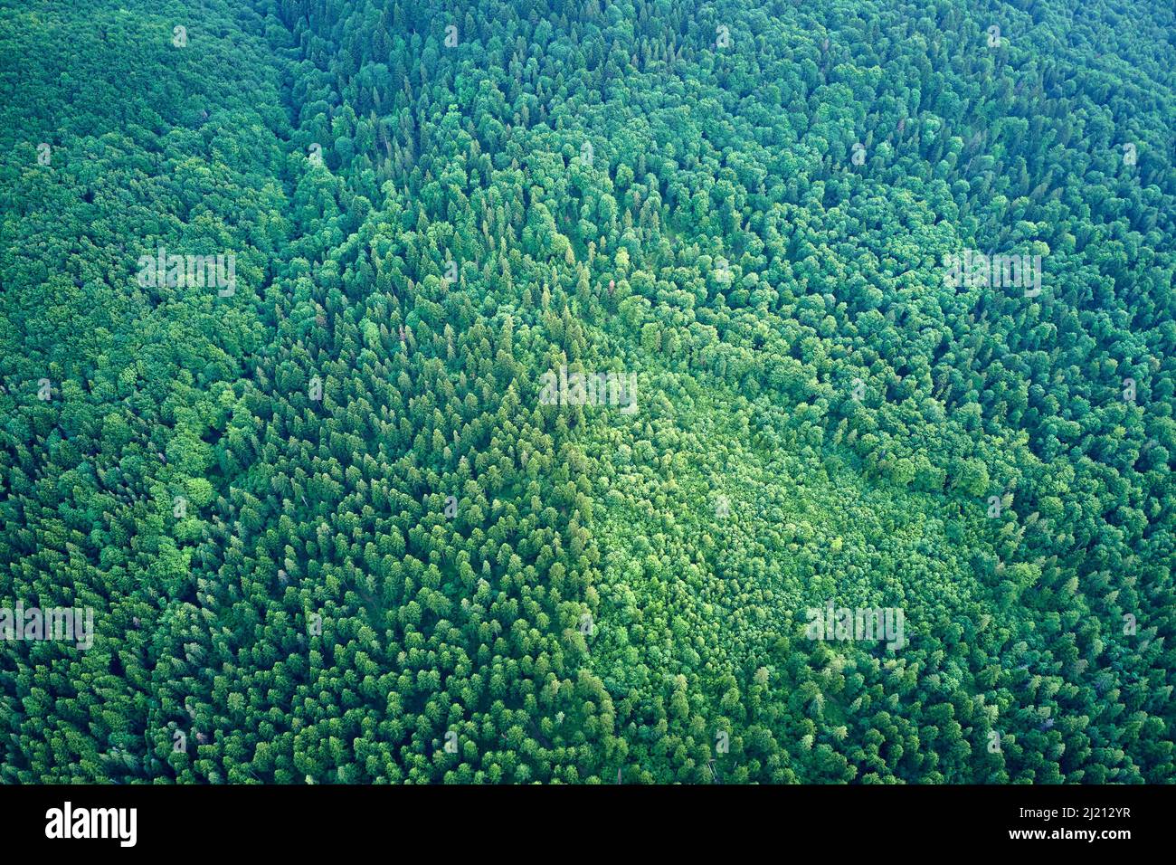 Aerial view of green pine forest with dark spruce trees. Nothern ...