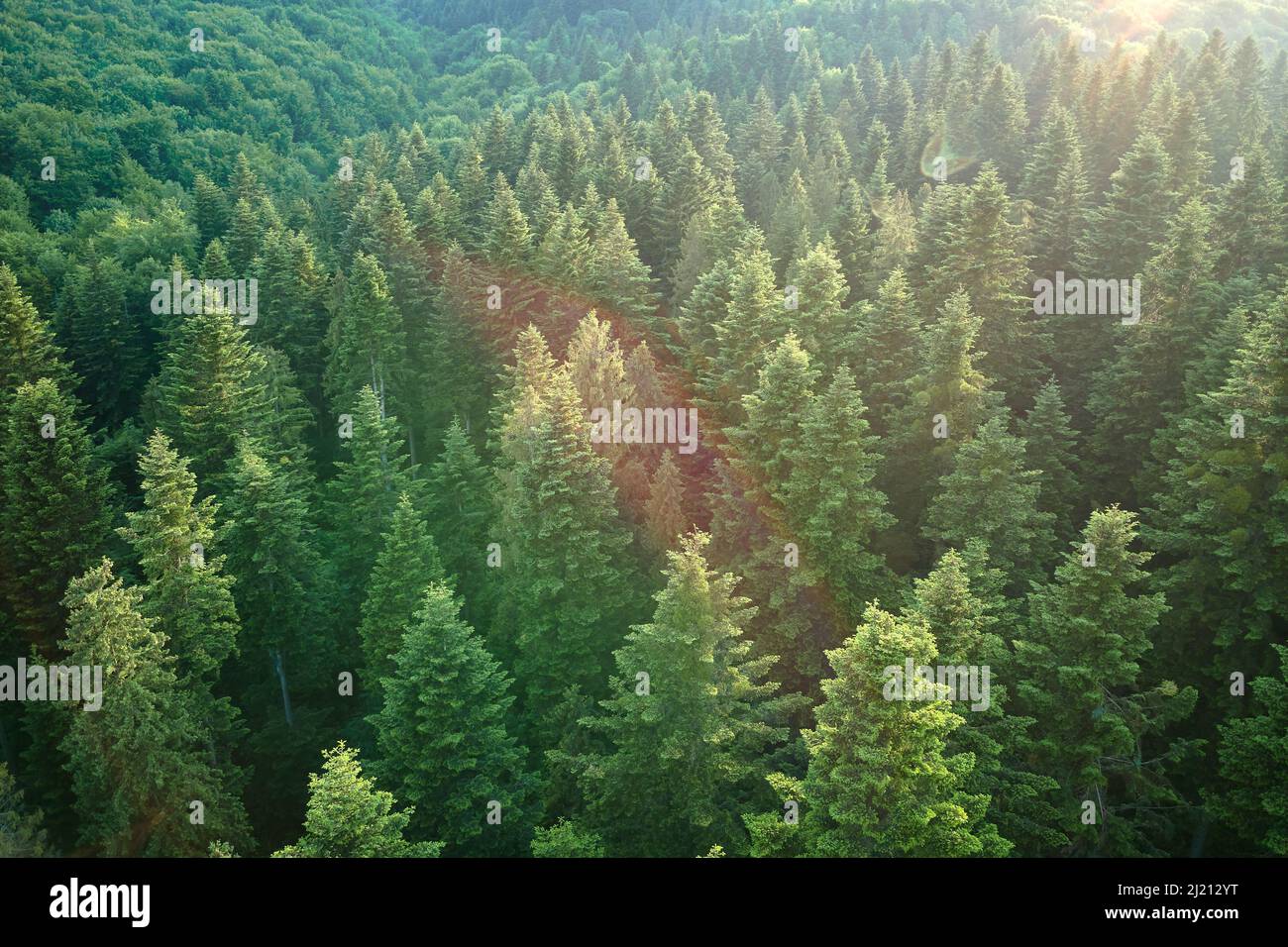 Aerial view of green pine forest with dark spruce trees. Nothern ...