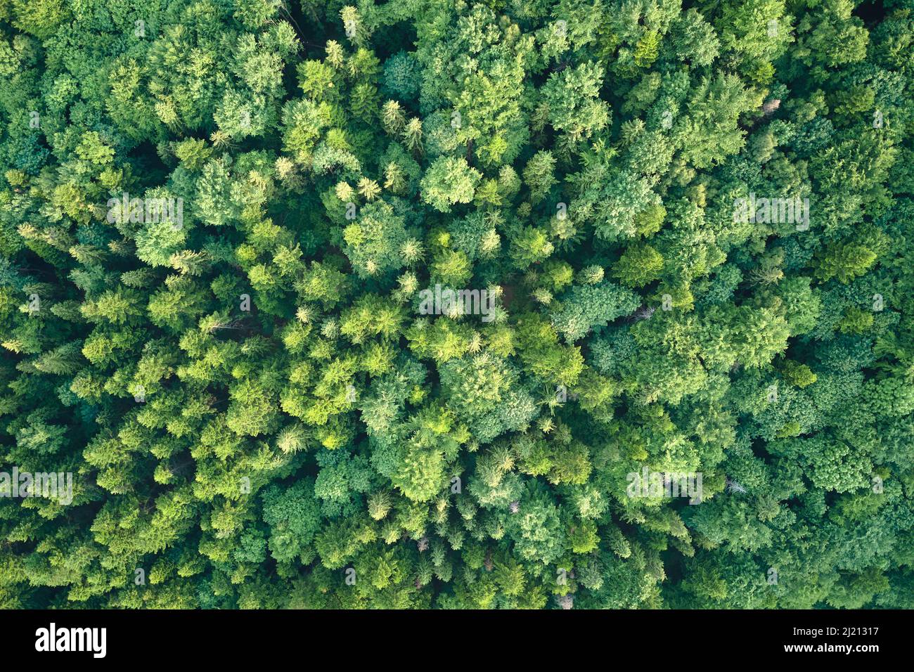Aerial view of green pine forest with dark spruce trees. Nothern ...
