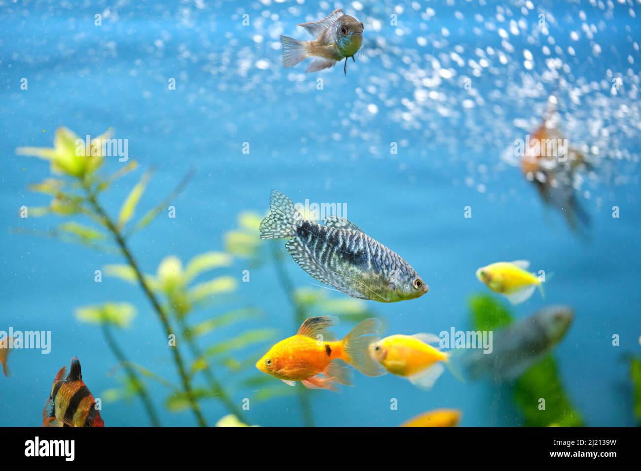 Colorful exotic fish swimming in deep blue water aquarium with green ...