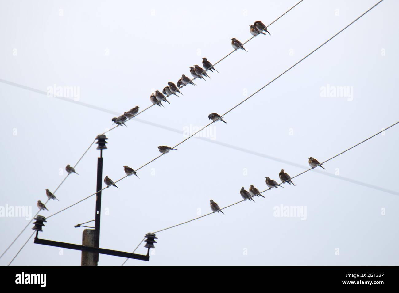 Flock of small wild birds perching on electrical power line wires Stock ...