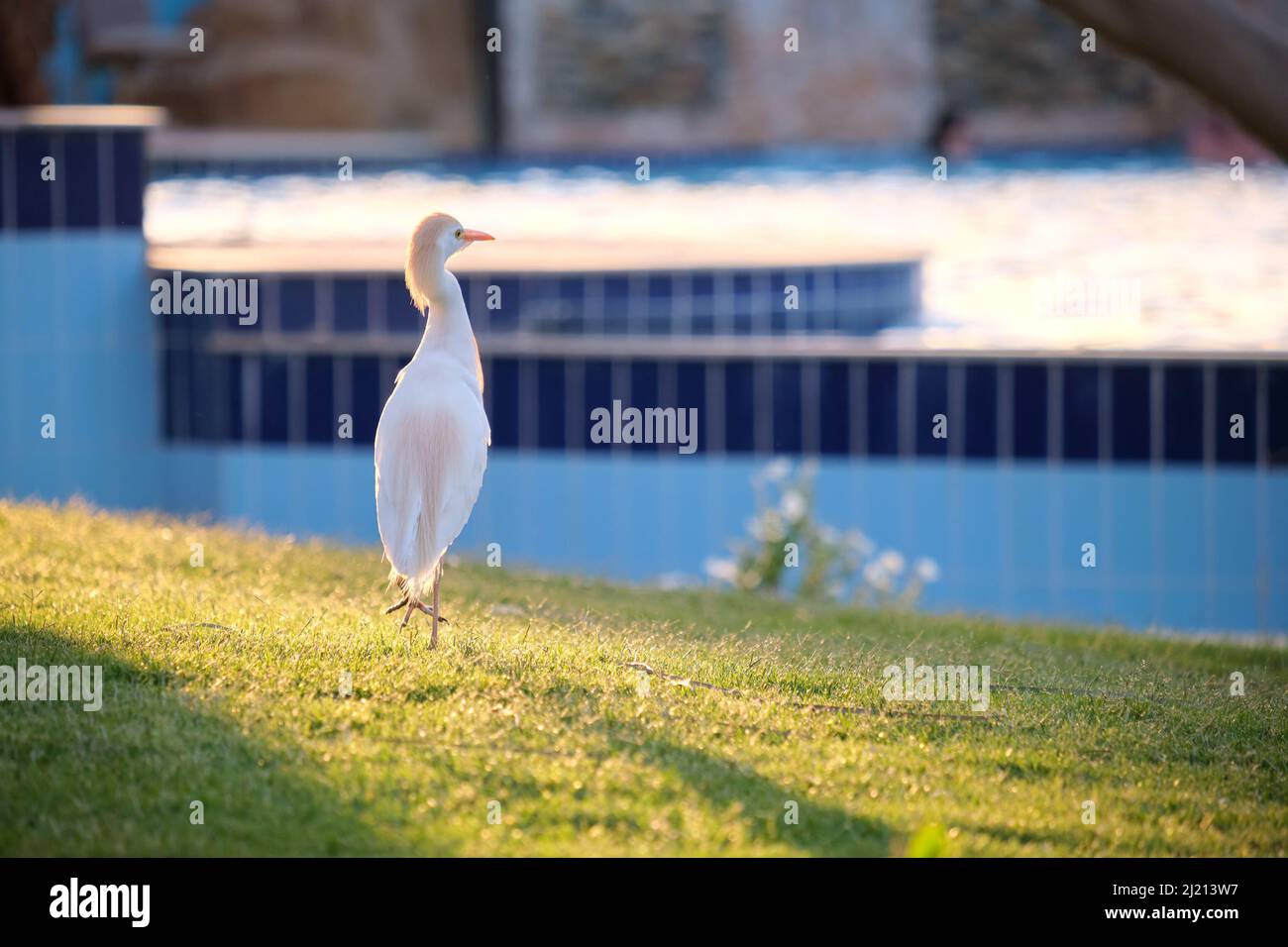 White cattle egret wild bird, also known as Bubulcus ibis walking on ...