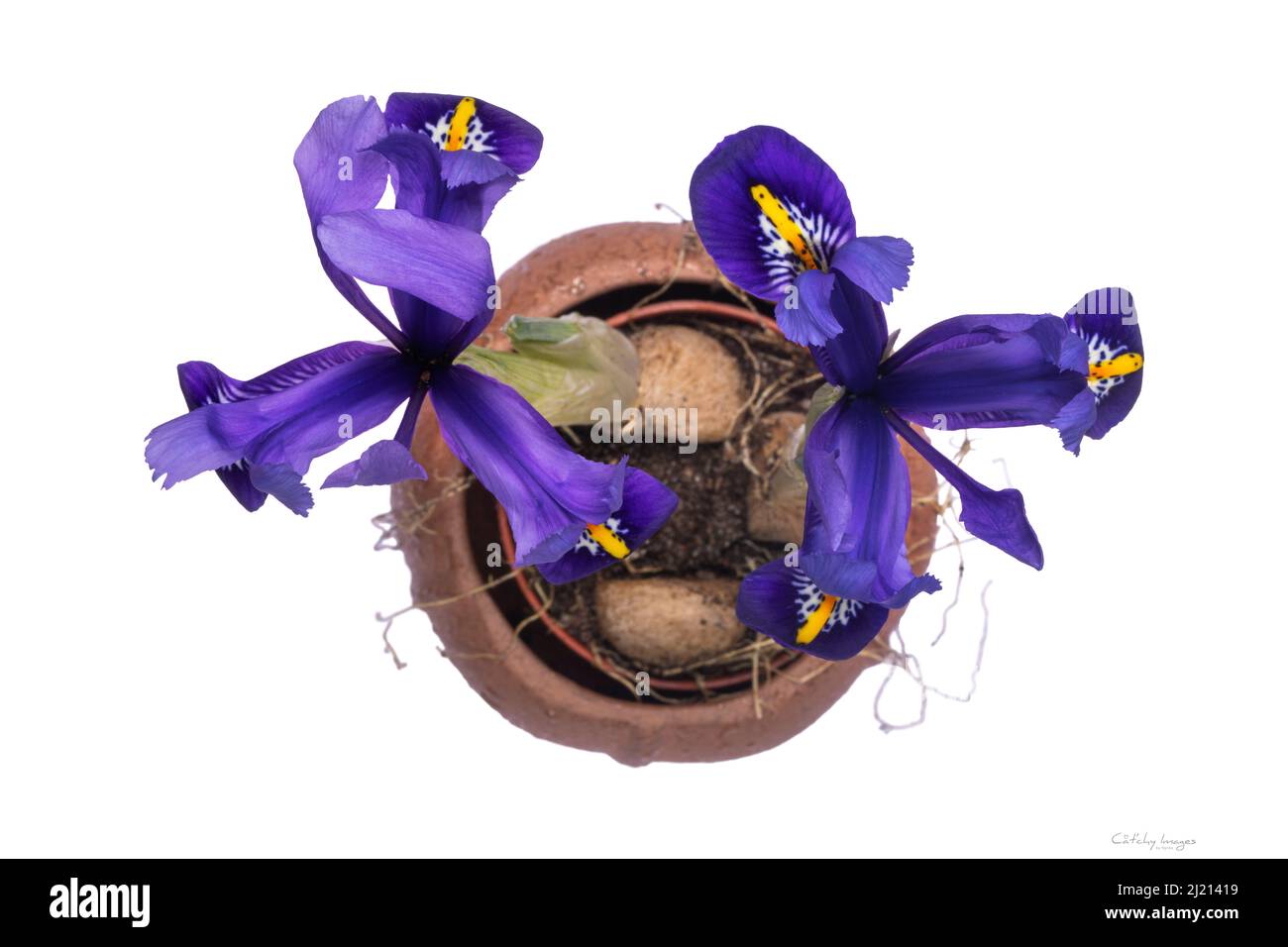 Top view of blue Iris plant. Isolated on a white background Stock Photo ...