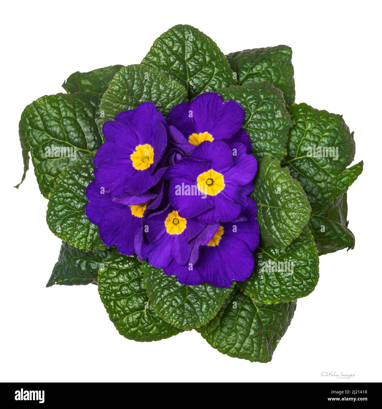 Top view of yellow and blue purple Primula Vulgaris plant. Isolated on ...