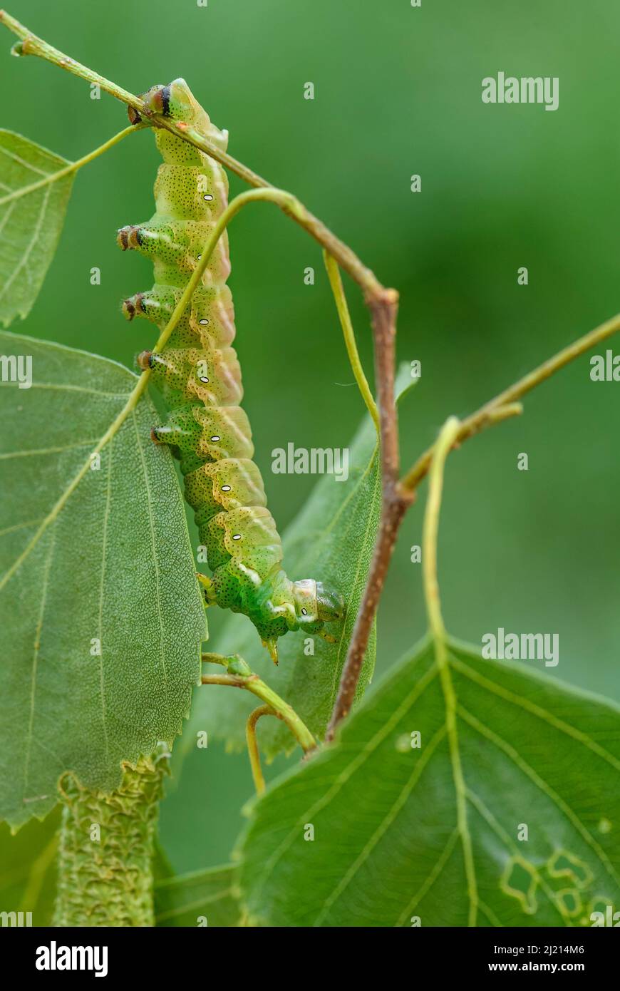 The kentish glory moth hi-res stock photography and images - Alamy