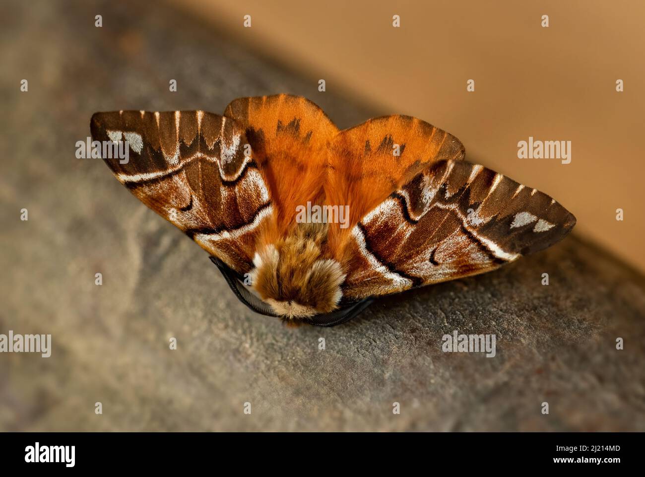 Kentish Glory moth - Endromis versicolora, beautiful spring colored ...