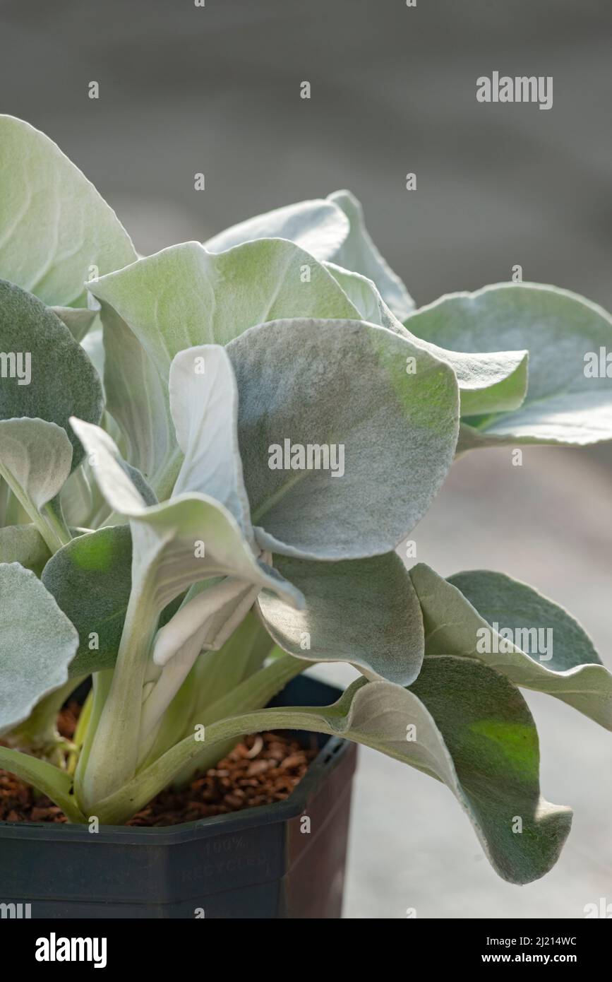 Angel wings plant hi-res stock photography and images - Alamy