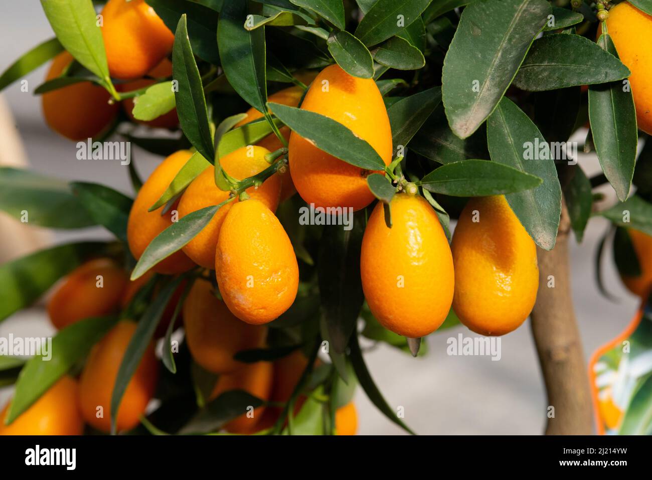 Kumquat Fruit, Citrus Japonica Stock Photo - Alamy