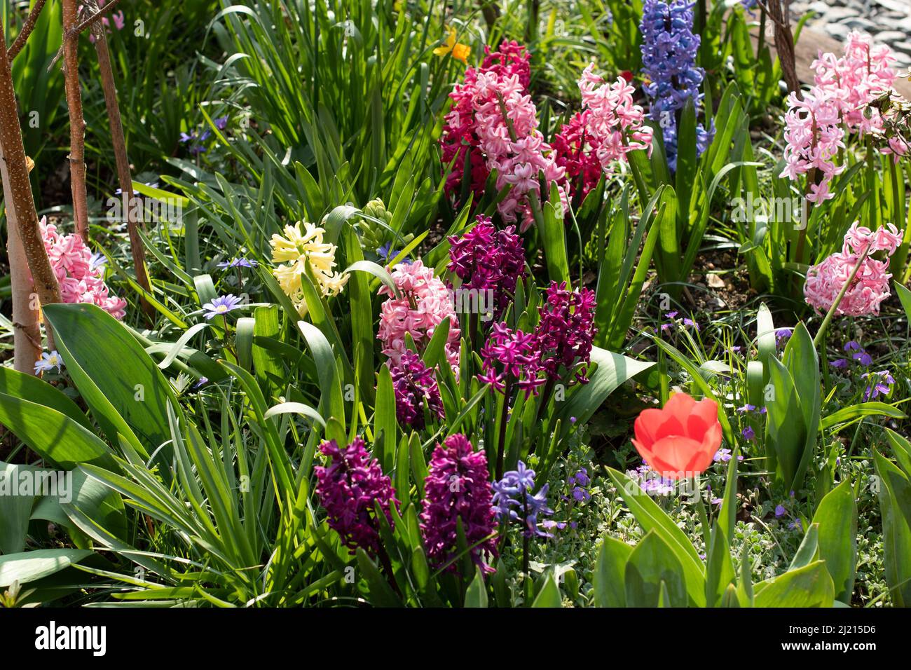 Mixed spring bulbs Stock Photo - Alamy