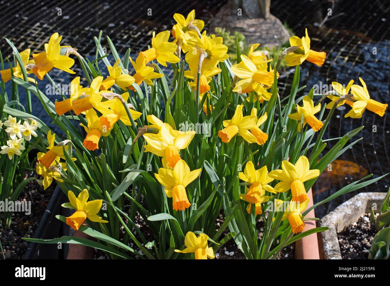 Narcissus cyclamineus 'Jet Fire' Stock Photo - Alamy